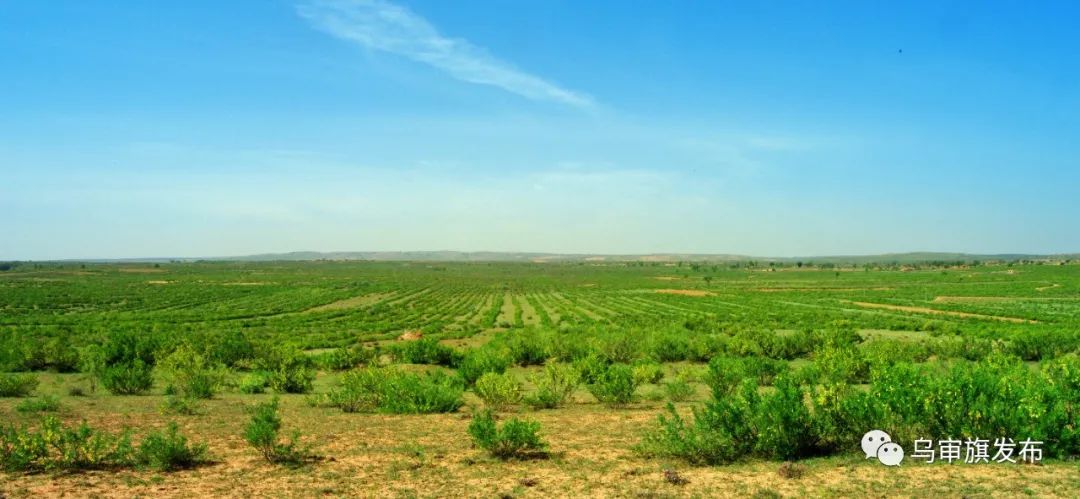 40%国土面积是沙区，鄂尔多斯如何获得联合国生物多样性魅力城市奖？-资讯-内蒙古新闻网